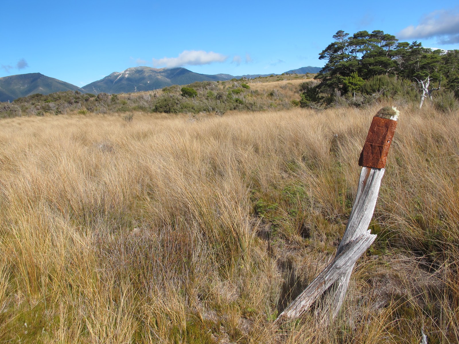 Come, walk with me.: Heaphy Track - day 2 Gouland Downs hut to Saxon Hut