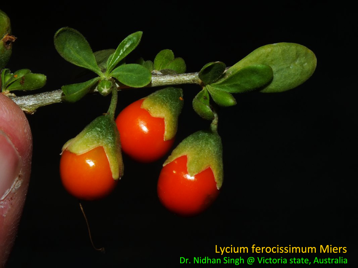 Medicinal Plants: Lycium ferocissimum