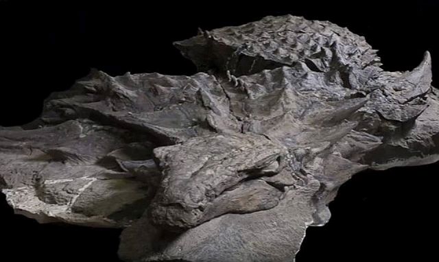 Amazing well preserved 110 million year old Armoured 'Nodosaur’ found ...