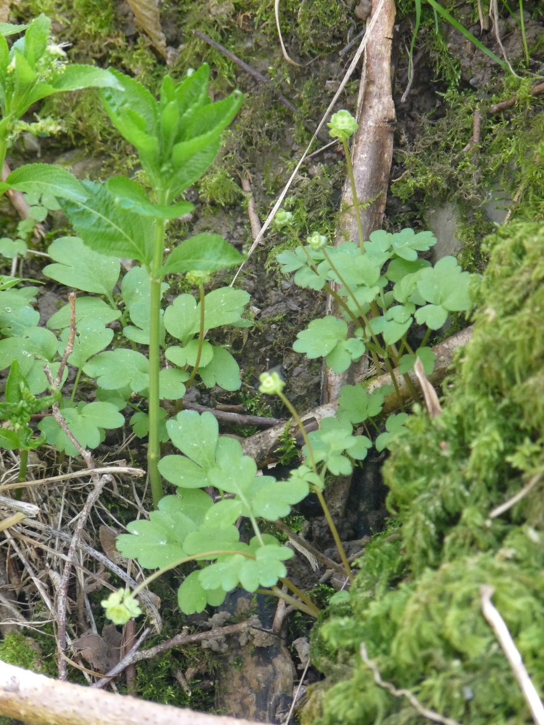 The Flora of Hutton Roof : Adoxa moschatellina (Moschatel)