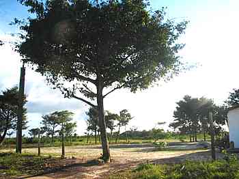 Bacuri, uma deliciosa fruta do cerrado - Jornal GGN