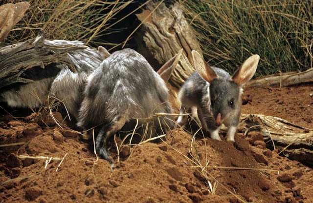 Clancy Tucker's Blog: 22 March 2019 - THE GREATER BILBY