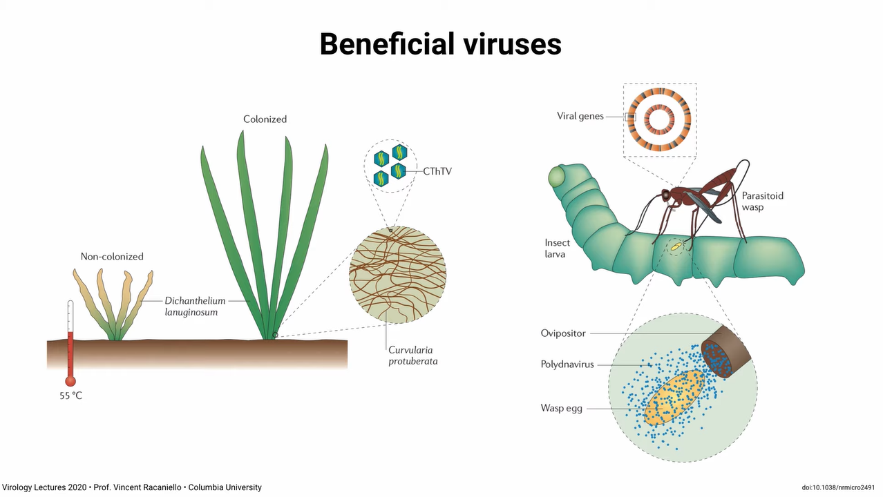 päikesetoit: Inimese viroom - viiruste rikas maailm vol I