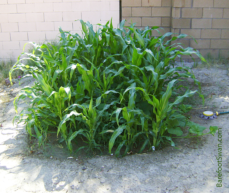 Barefoot Swan: A Milpa Garden