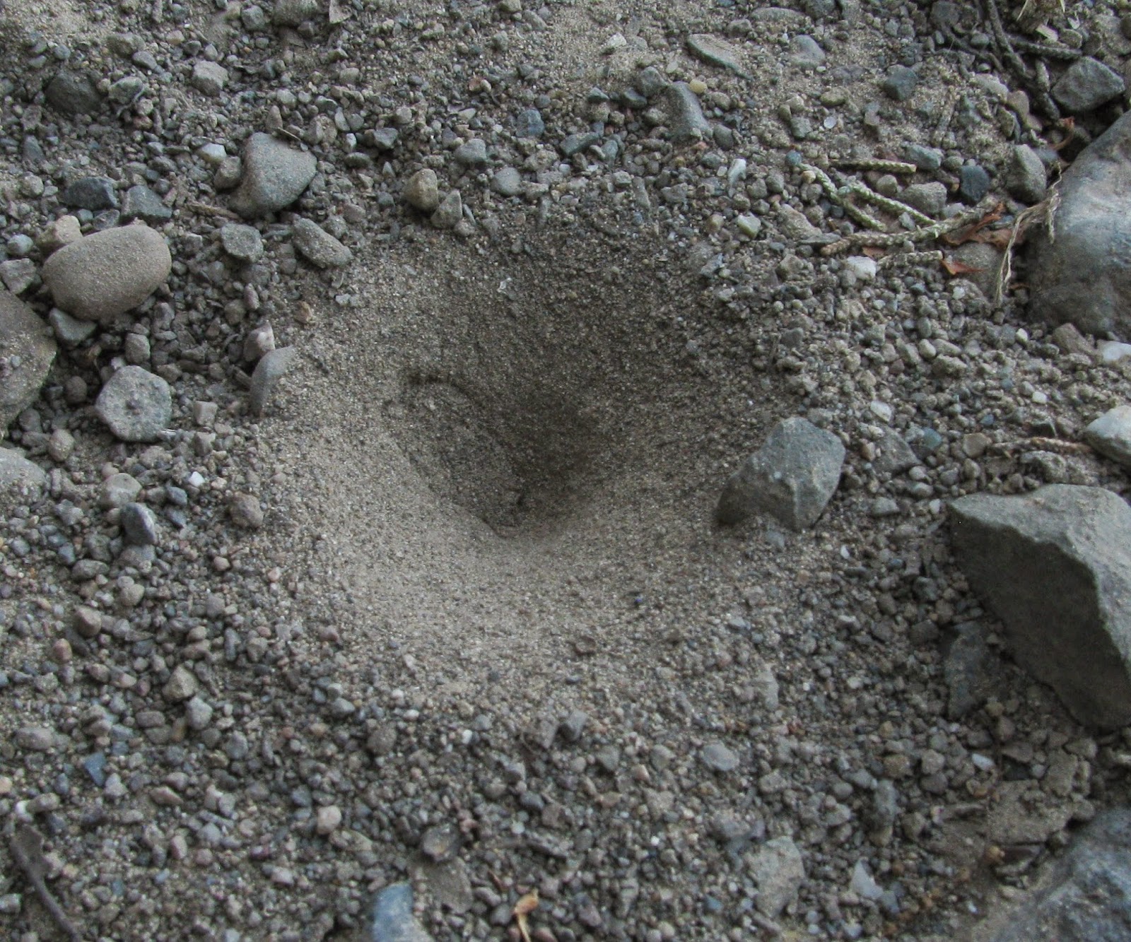 Exploring Wild California: Ant Lion Nest