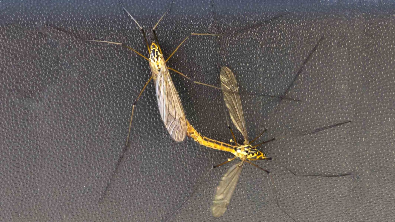 Faune Flore d'Ul: Diptère :Tipule ,cousin