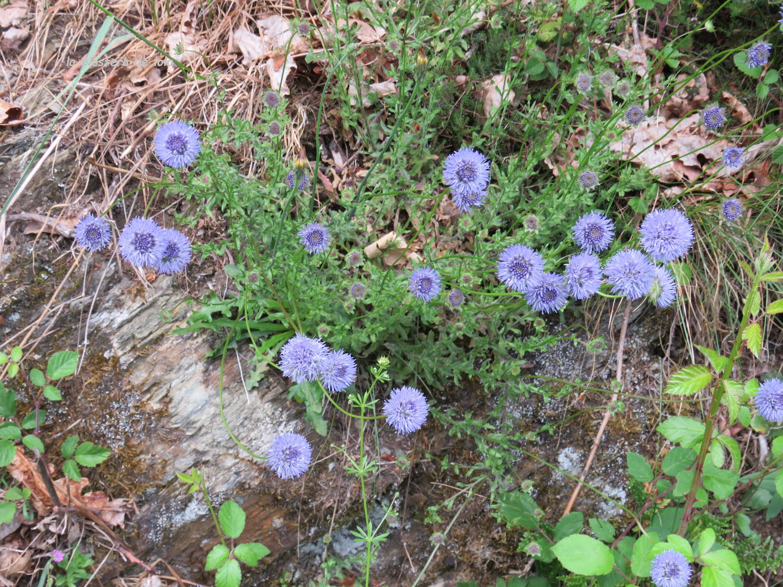 LA BIOSFERA DE LOLA: TÉ DE MONTE...