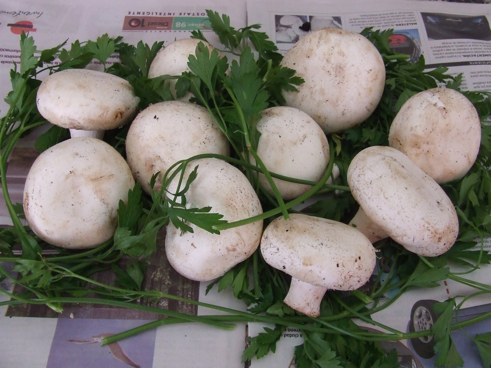 Cocina para Desesperad@s: Conservación de los champiñones.