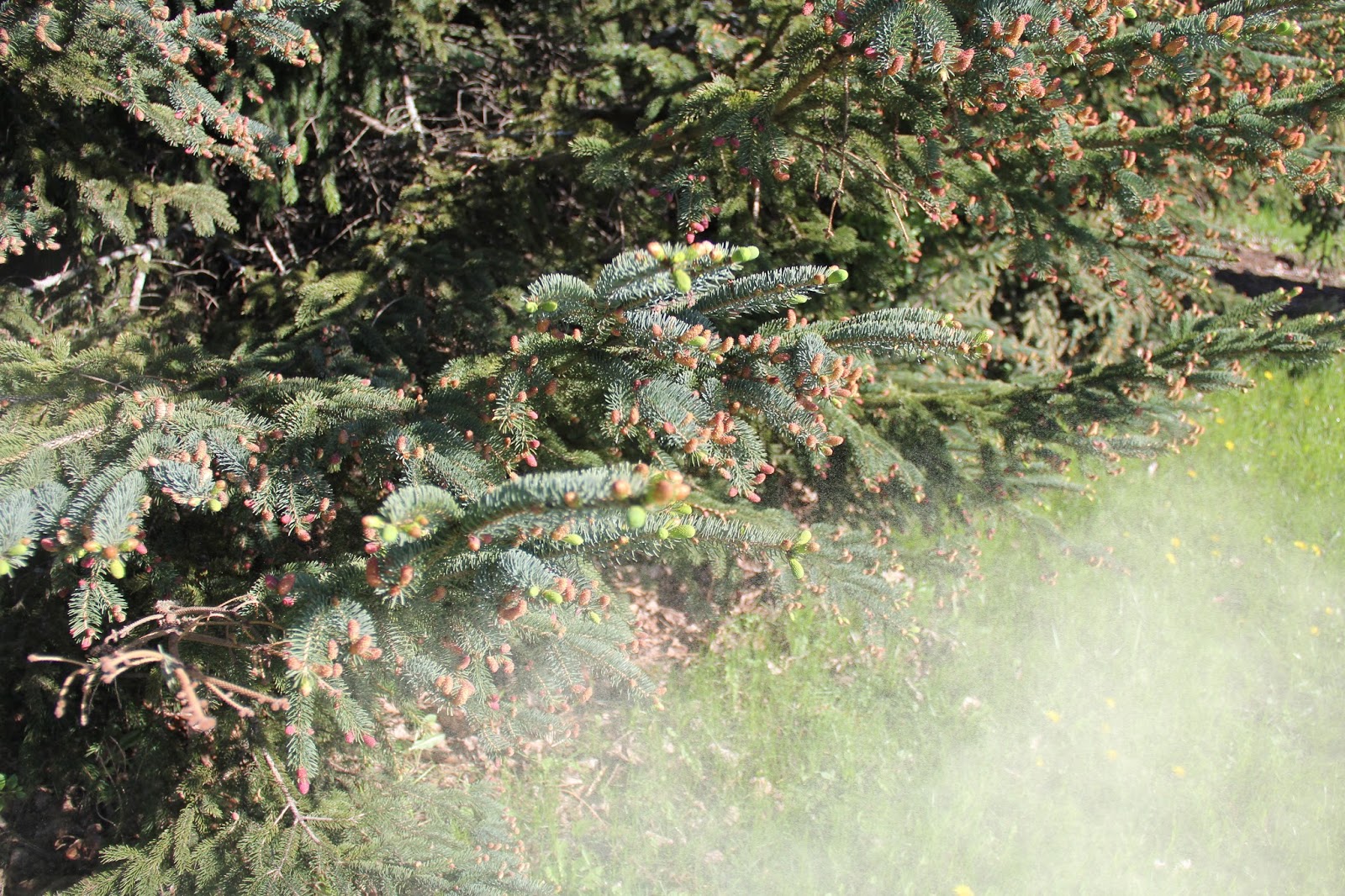 Isabella Conservation District Environmental Education Program: Spruce ...