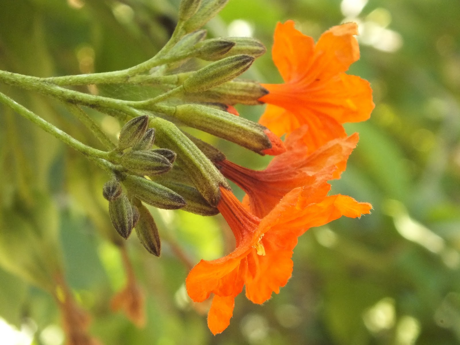Photography with Dr. Ernie.: A bright orange flowering tree, Cordia ...