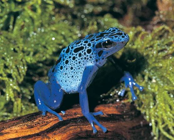 BioIrene: LOS ANFIBIOS