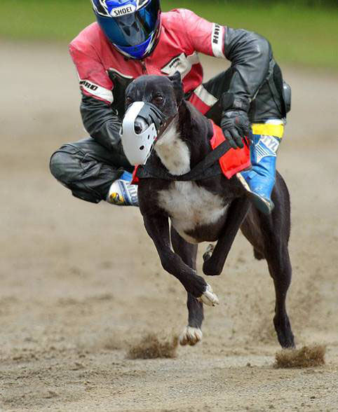 Semos asín, en imágenes: 904.Cabalgando sobre un perro
