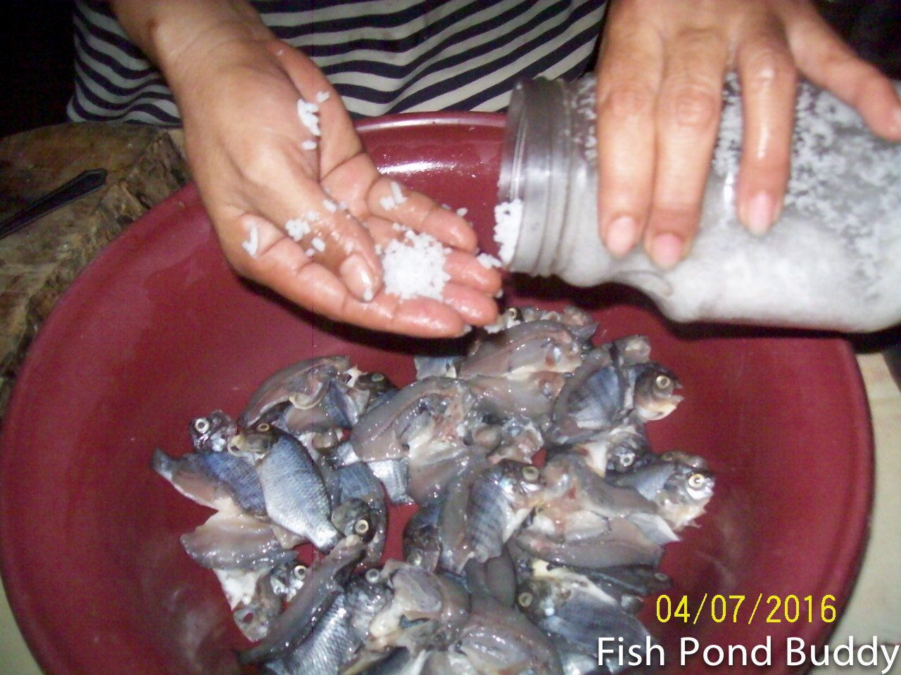Fish Pond Buddy: How to Make Fermented Rice-Fish Mix ("Buro") at the ...