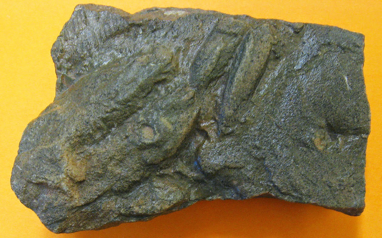 PALEO & GEO TOPICS: Comments by R. L. Squires: An exceptional trilobite ...