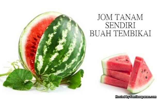 SIAPA CAKAP SUSAH ???? Cara Mudah Menanam Tembikai Di Halaman, Tidak ...