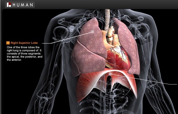 BioyGeo IES ATENEA: BioDigital Human: El cuerpo humano en 3D