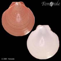 Once upon a cook: Asian Moon Scallop, dried Yam and Bone Soup | 日月魚准山排骨湯