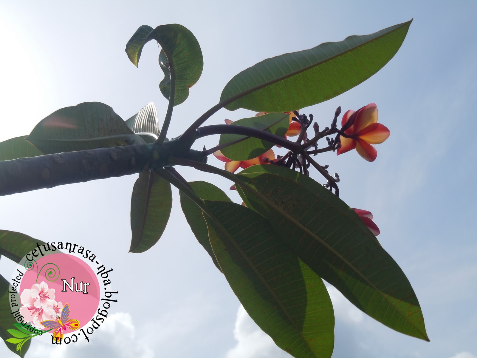 Cetusan Rasa: Bunga Kemboja Milik Bonda