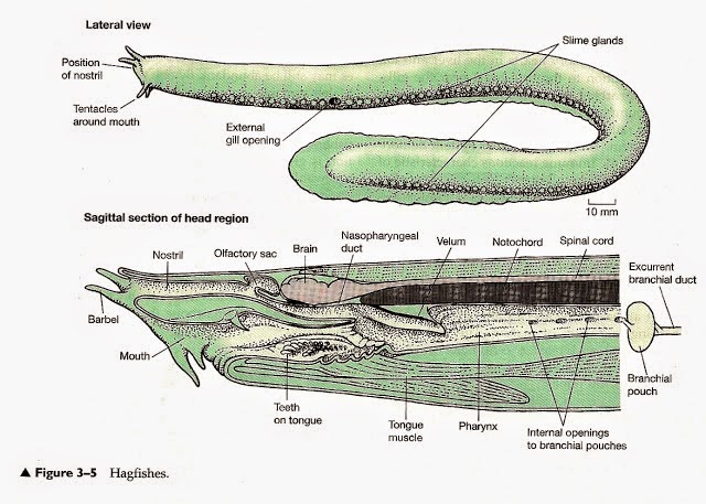 Info animales: PECES SIN MANDÍBULAS