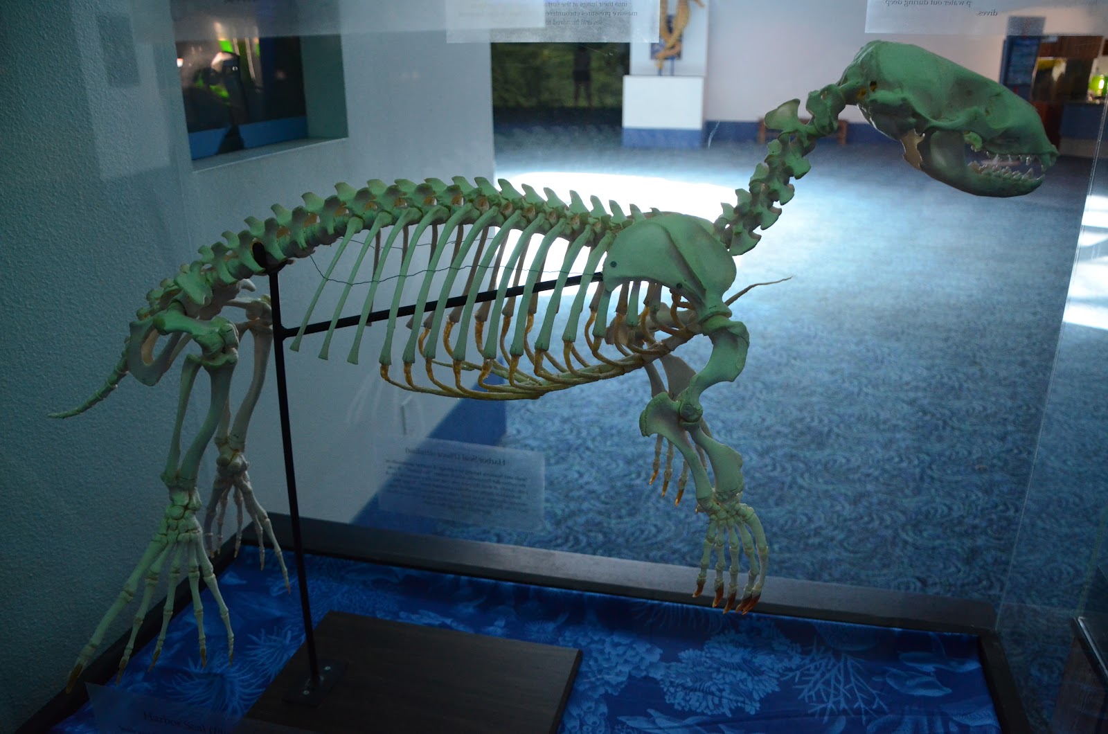 L PENDERGRAST'S APBIOLOGY: Kelly - Scavenger Hunt #7