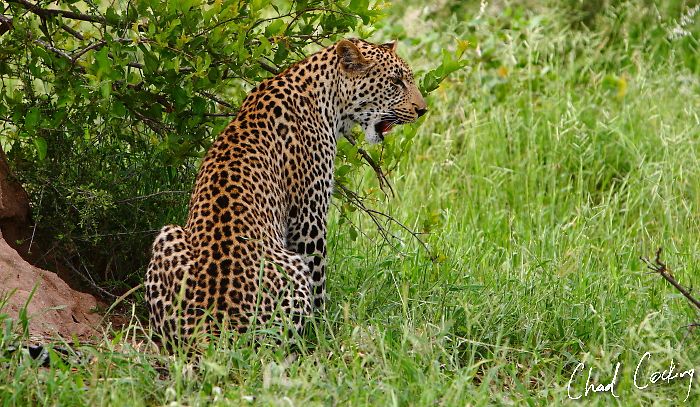 .: 6th January – Lovely Leap of Leopards