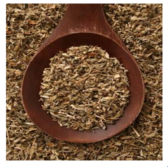 .: PLANTA PRODIGIOSA