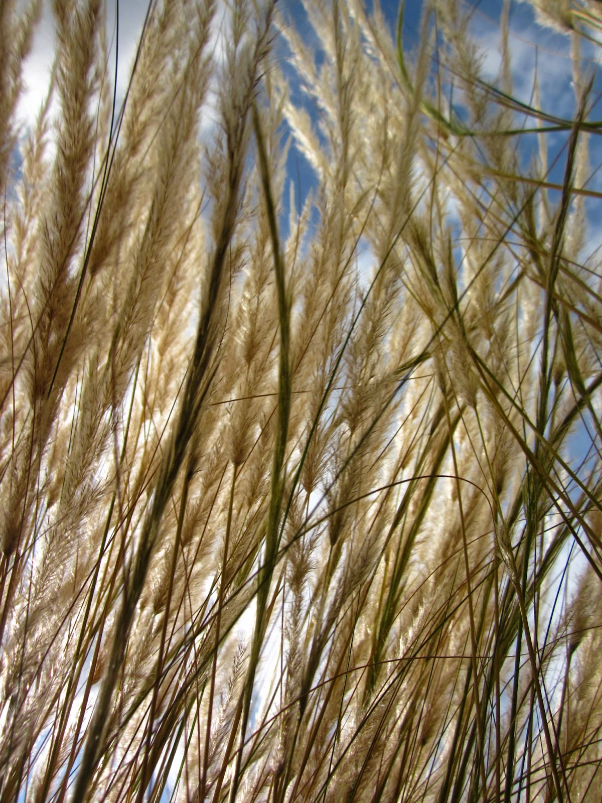 Plante on Plants: Stipa ichu -- the other hair grass