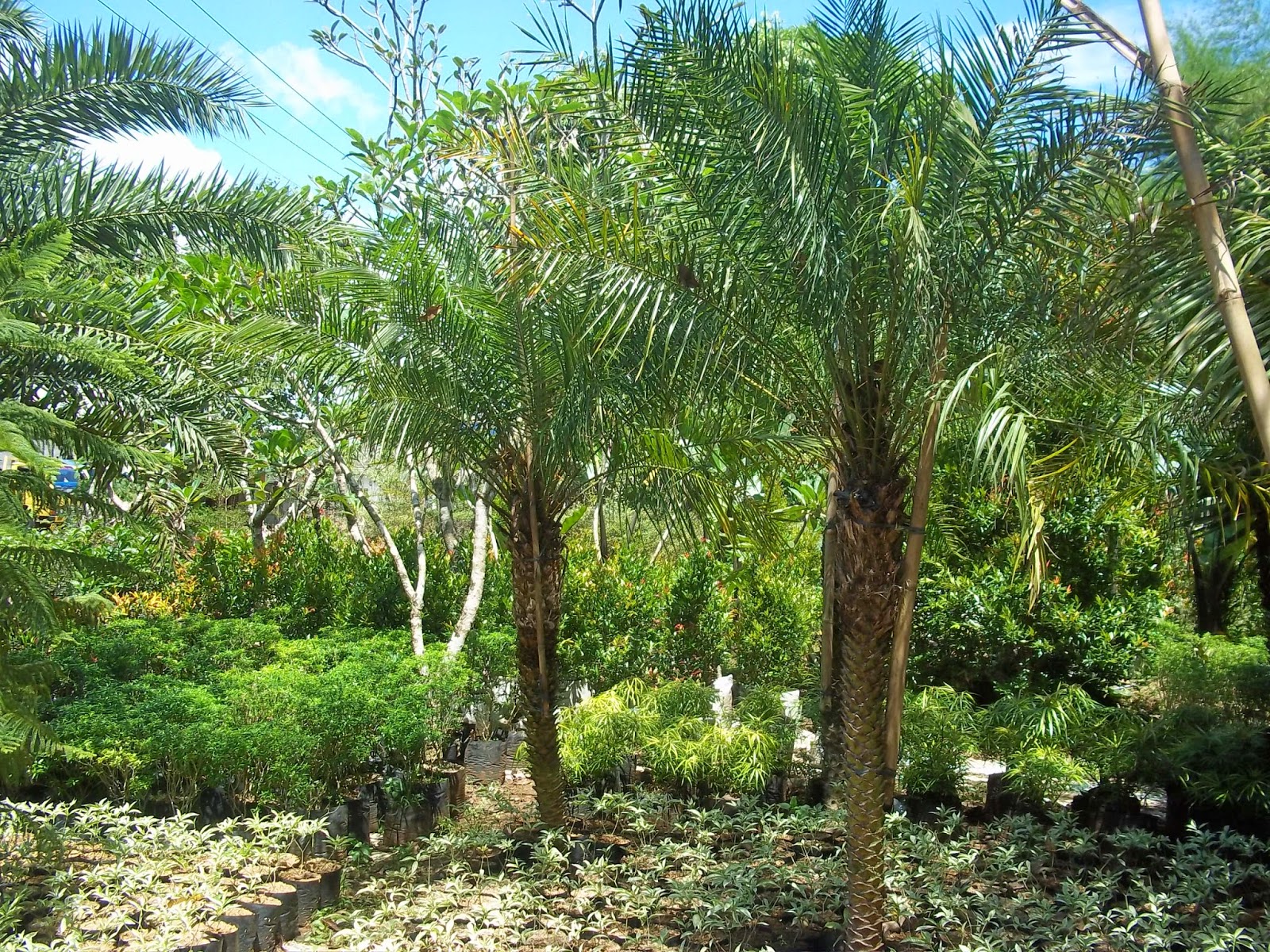 Jual Palem Phoenix | Palem Ponix ~ JUAL RUMPUT GOLF