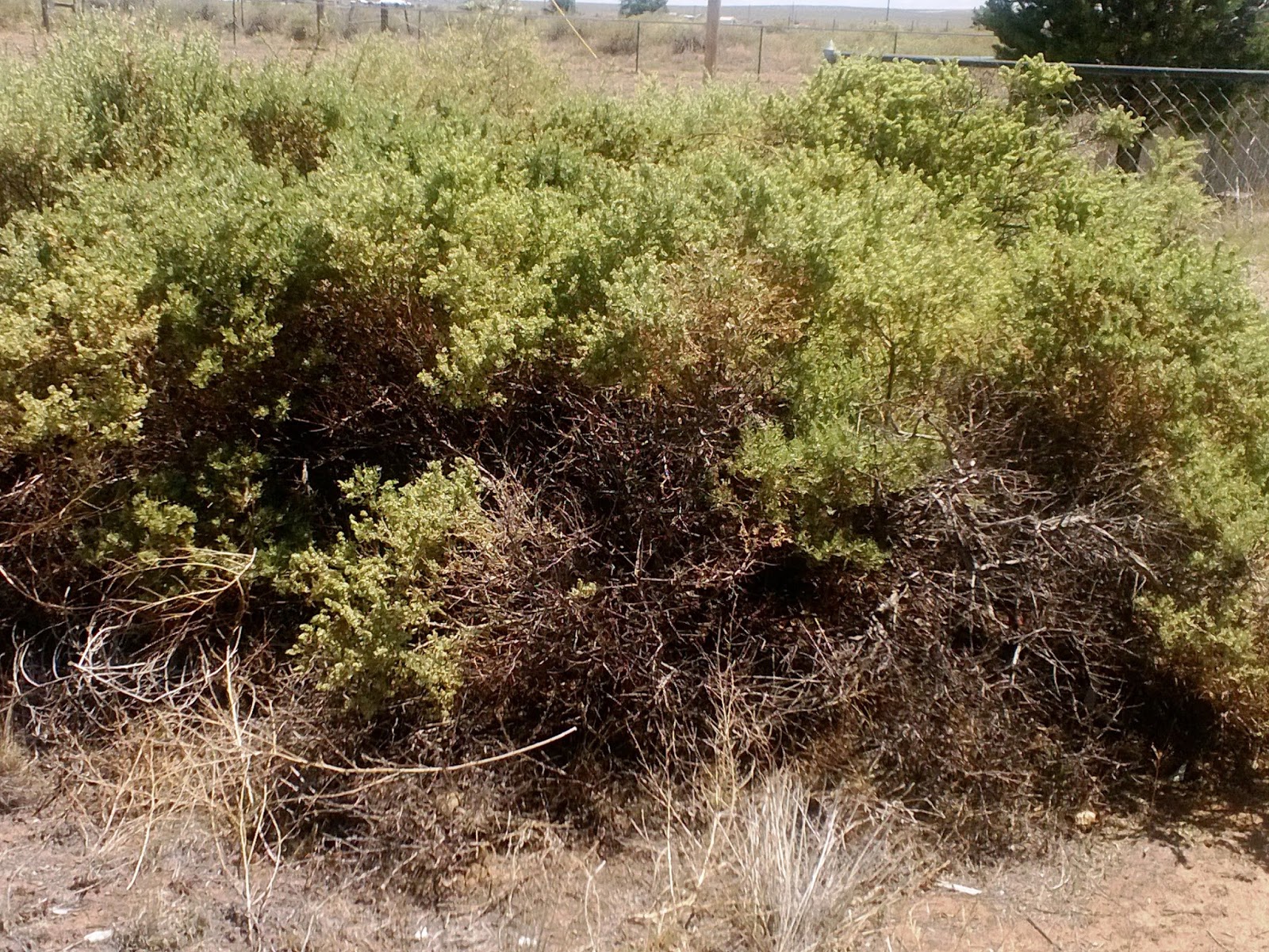 Saltbush Flats: Just What Is a Saltbush Anyway?