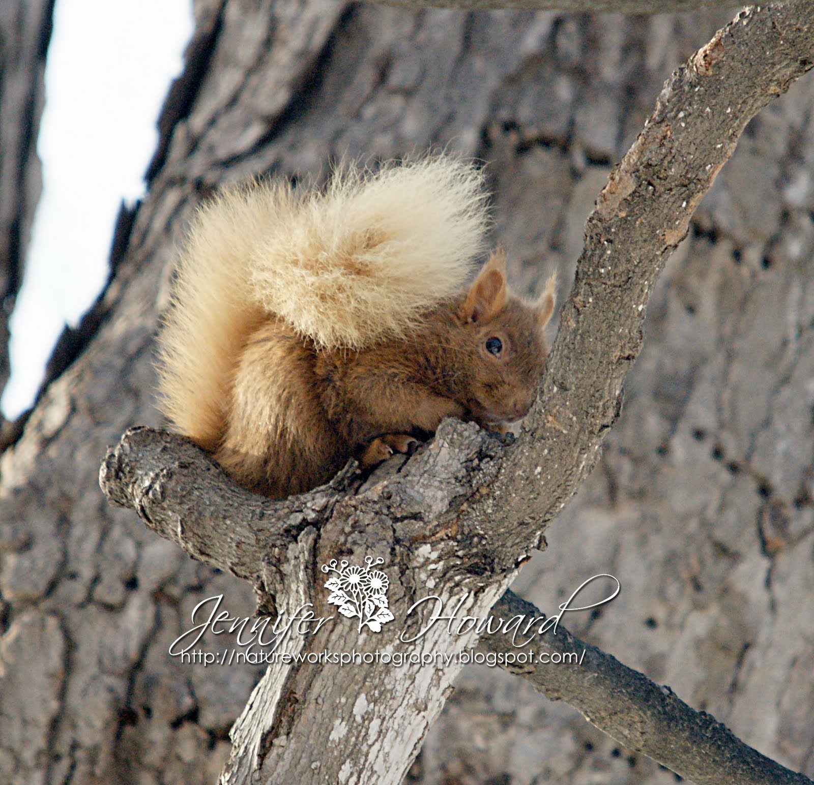 Nature Works Photography: Beautiful blonde squirrel 3/14/11