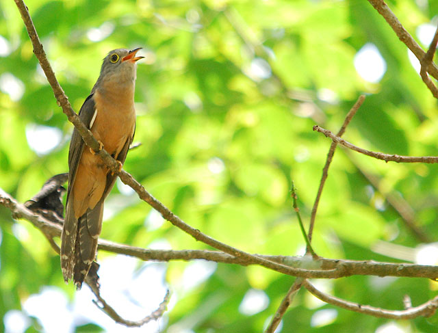 The Penang Birder: Shades of brown (04/05/2013)