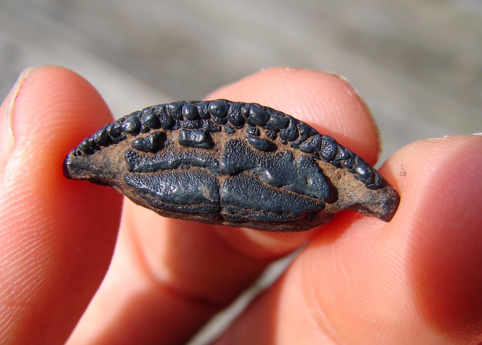 Zookeeper Fossils: The parlance of fossiling