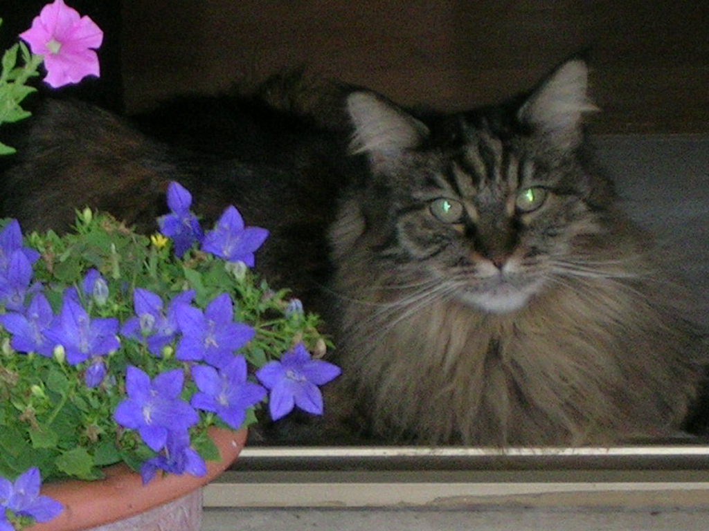 Il Rifugio degli Elfi: La Mia Gatta Alice