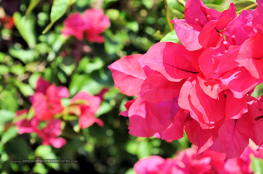 Bugambilias