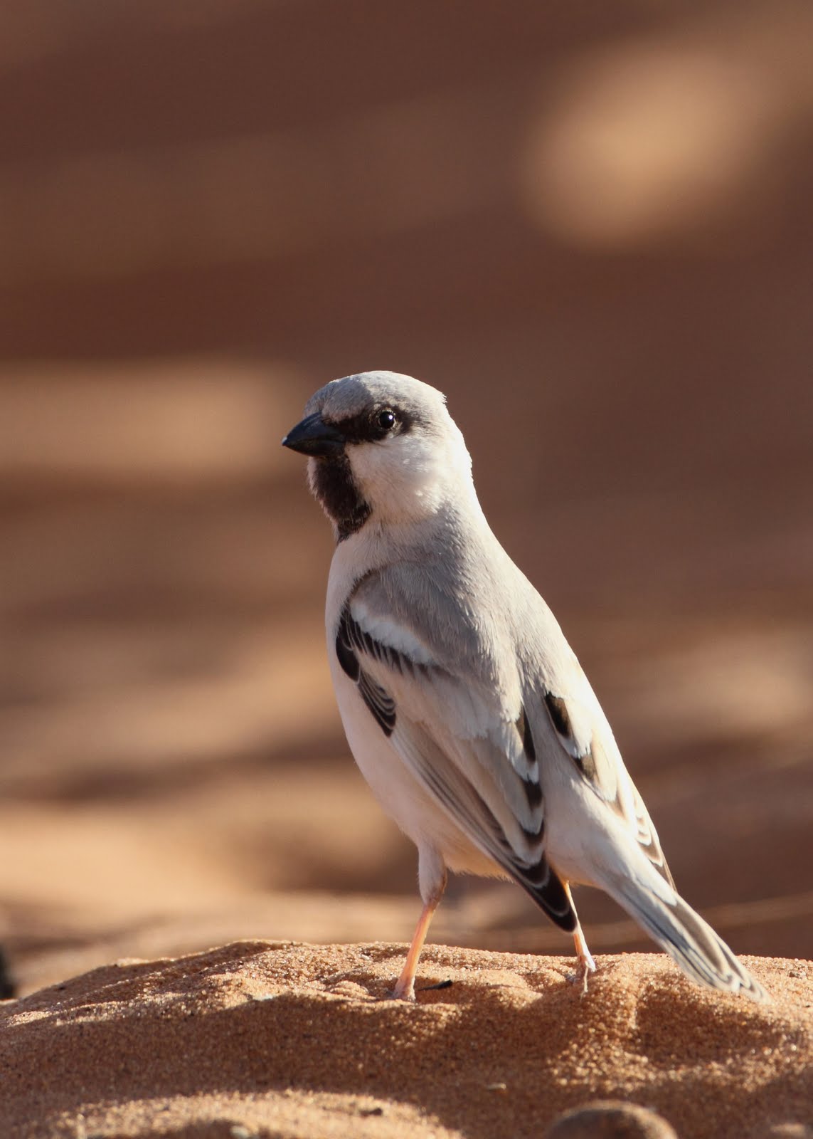 Dan's Wildlife Blog: Desert Sparrow