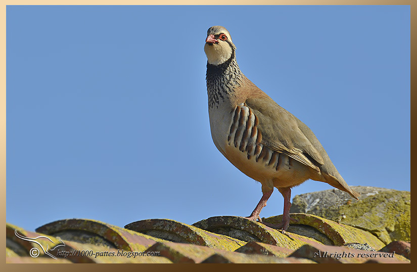 WILDLIFE GATEWAY: La Perdrix rouge