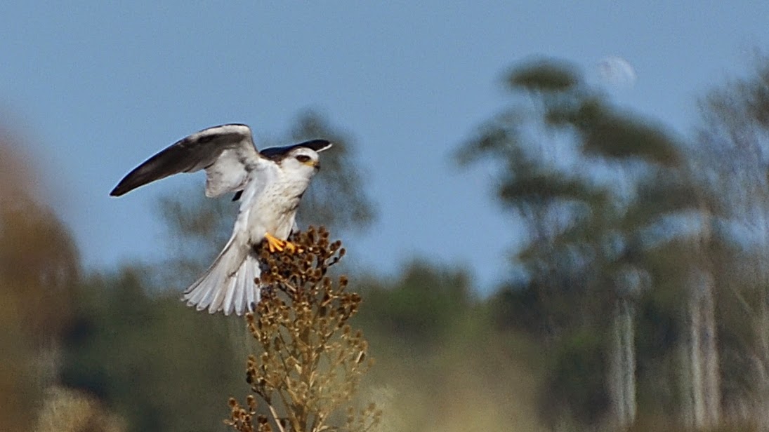 Aves de La Floresta: Halcón blanco