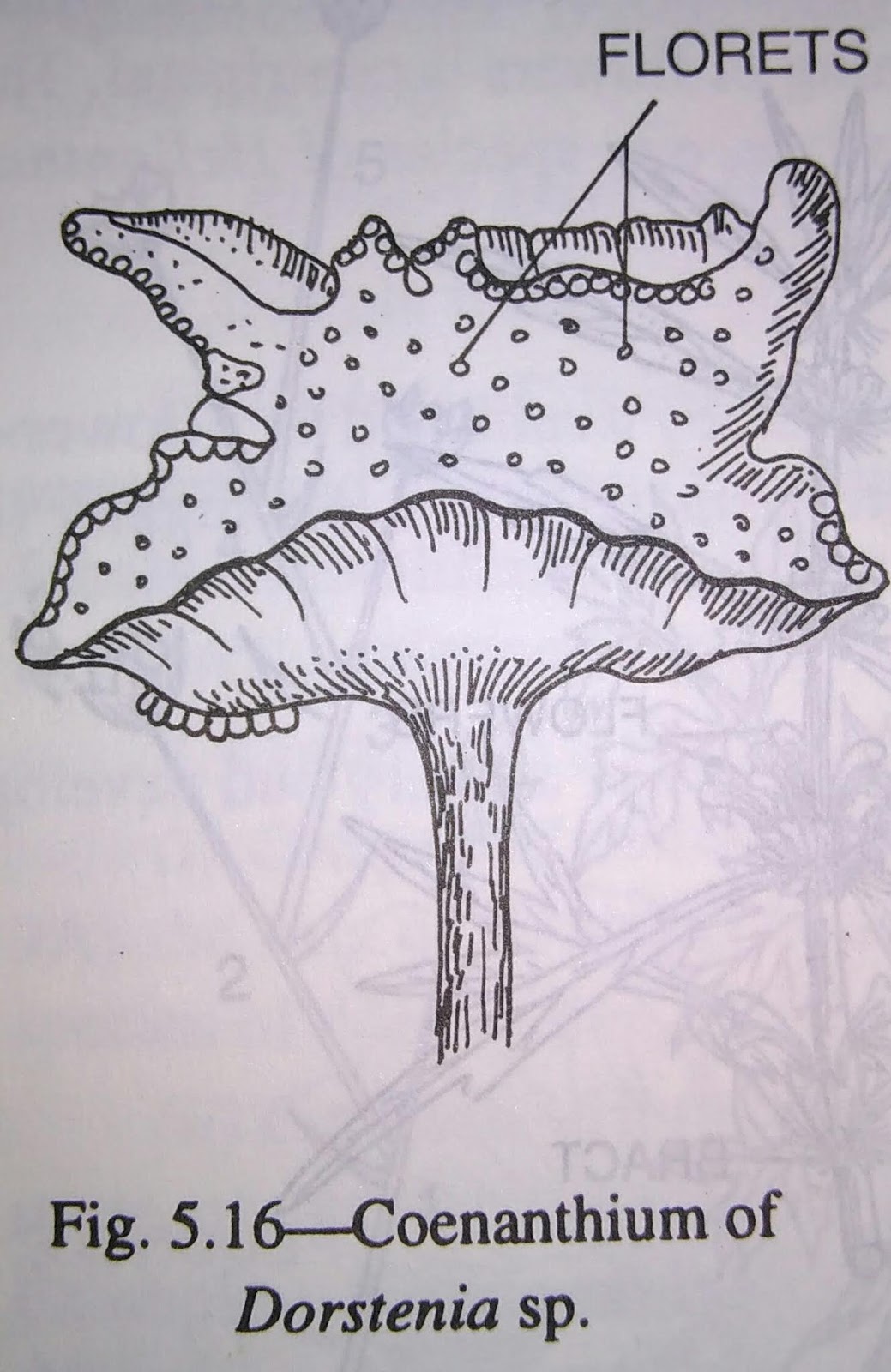 DEFINITE OR CYMOSE INFLORESCENCE AND ITS TYPES-DIGIEDUCO