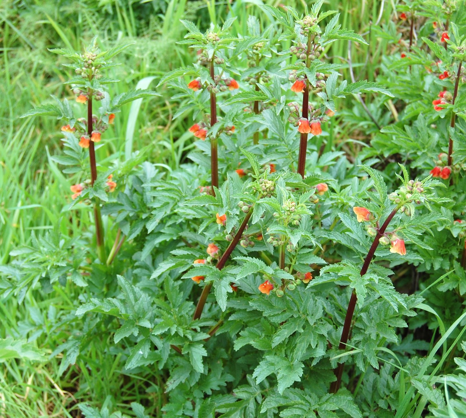 Plantas: Beleza e Diversidade: Scrophularia sambucifolia subsp ...