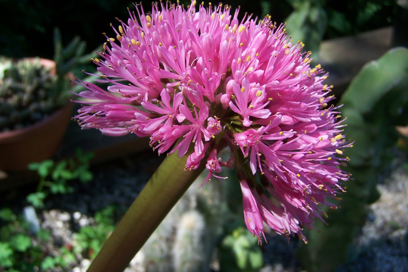 Oregon Cactus Blog: Haemanthus humilis