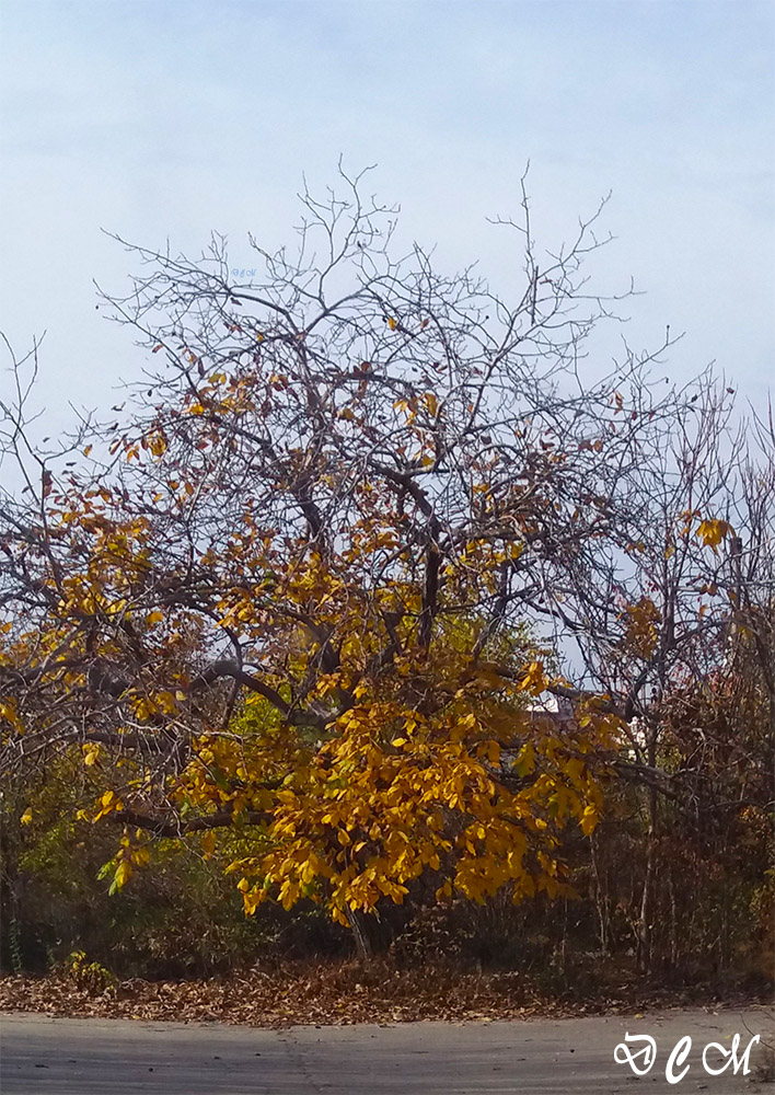 Blogânduri : File din cartea toamnei (2)