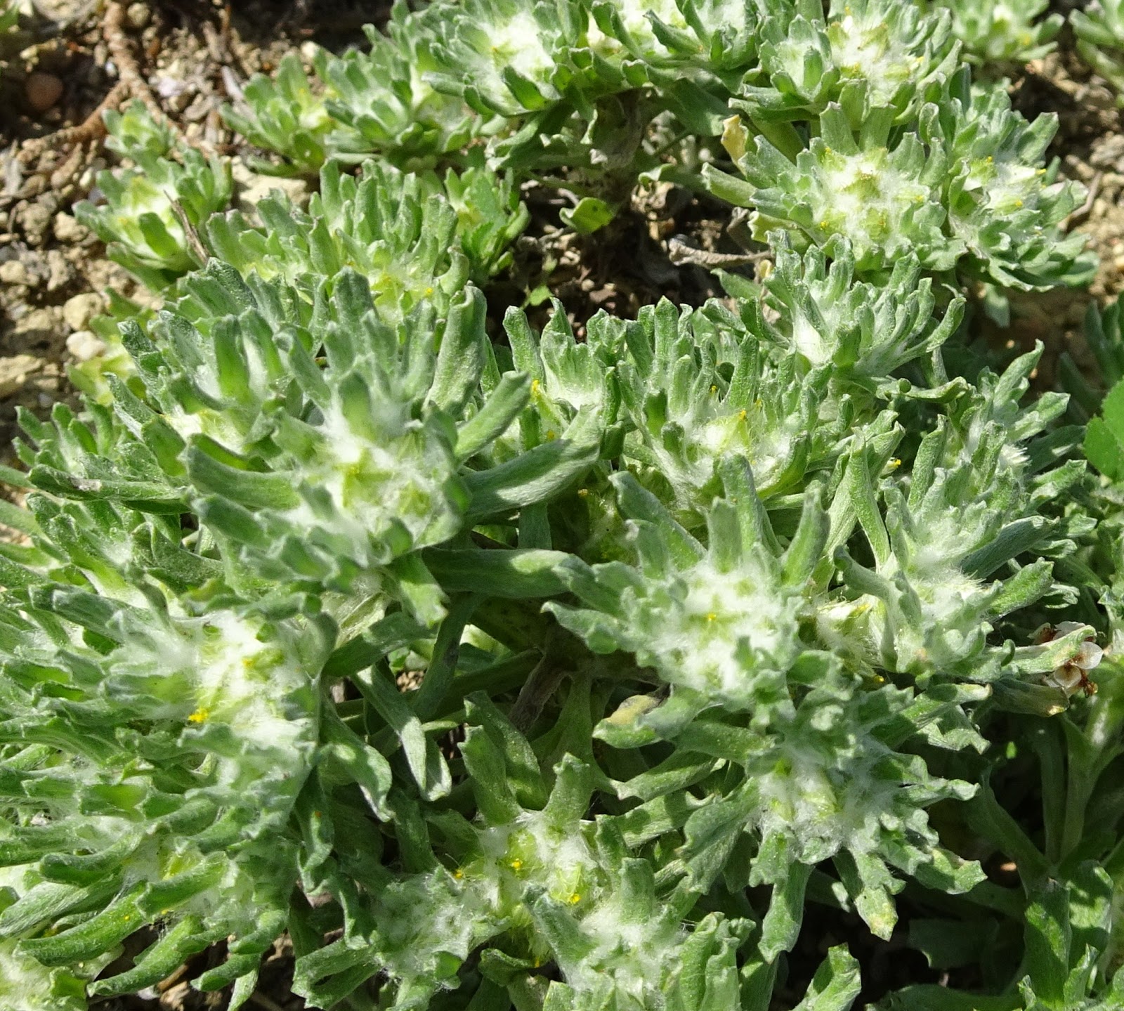 HERBARIO VIRTUAL DE BANYERES DE MARIOLA Y ALICANTE: Filago congesta ...