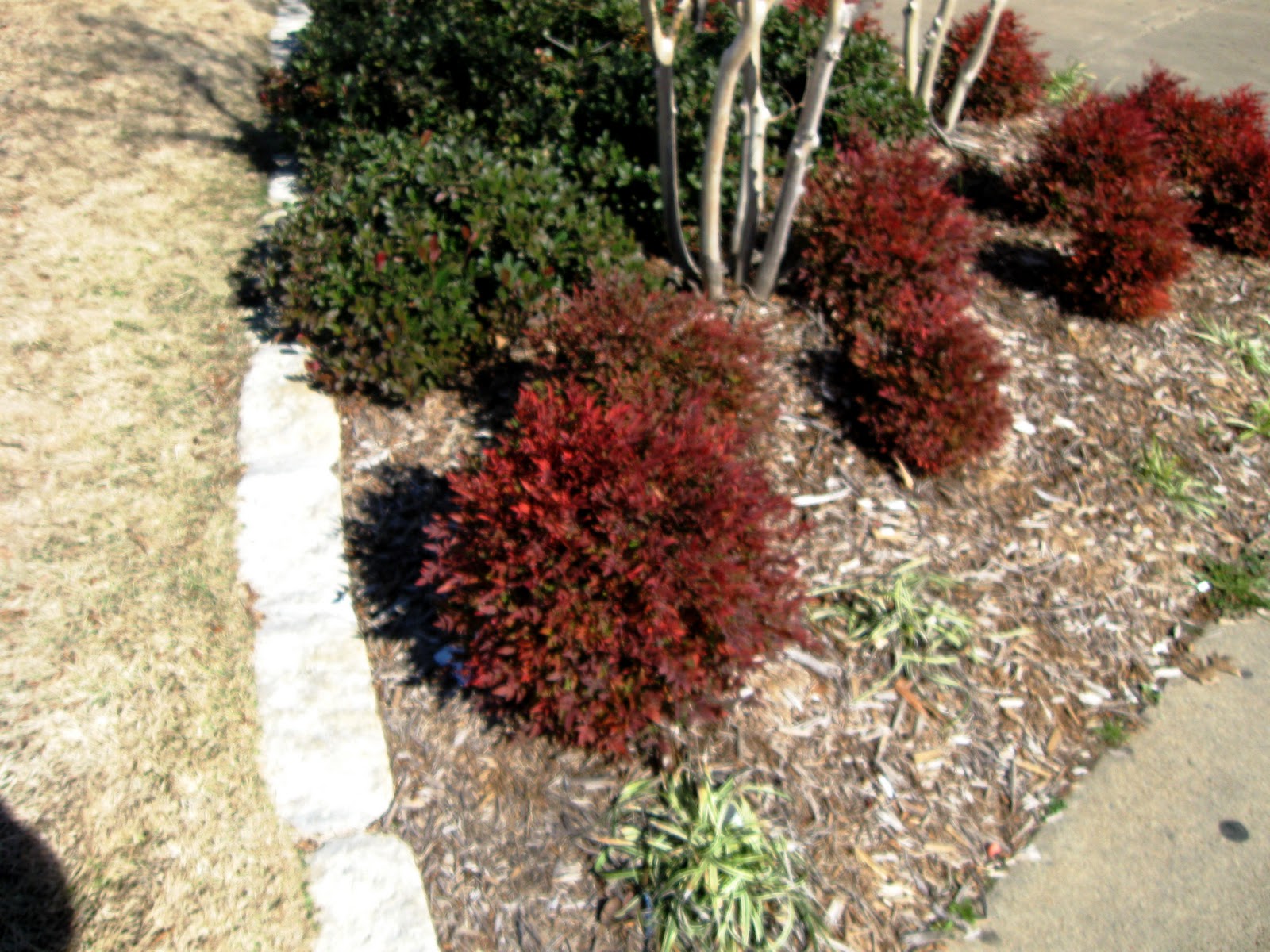 Hummer's Delight: Nandina Firepower