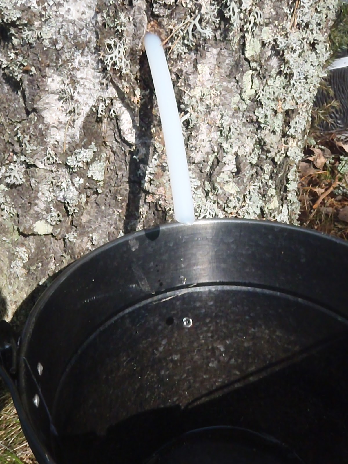 Kohti omavaraistaloutta: Koivunmahlan keruuta