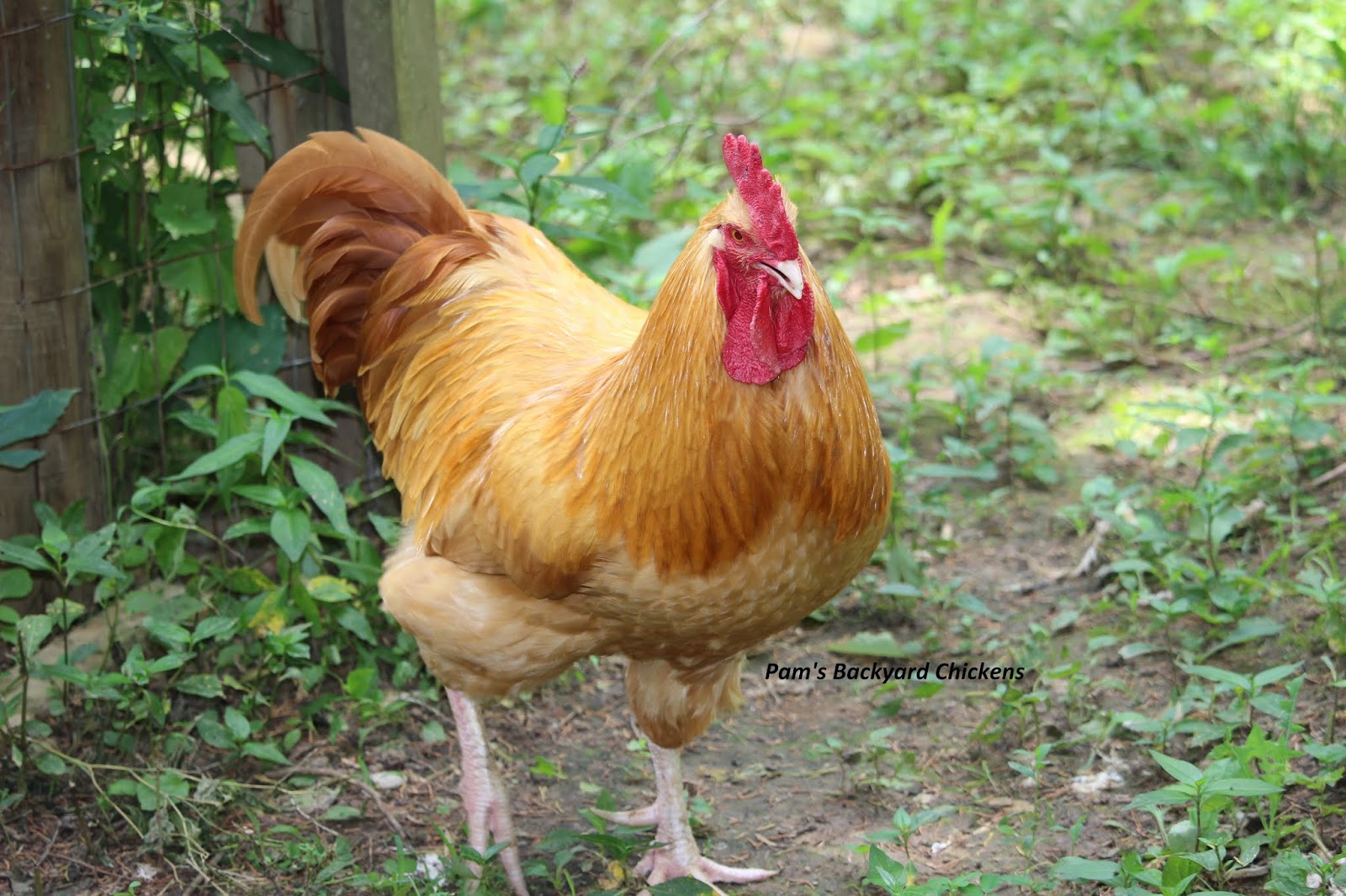Pam's Backyard Chickens: Top Ten Facts About Roosters