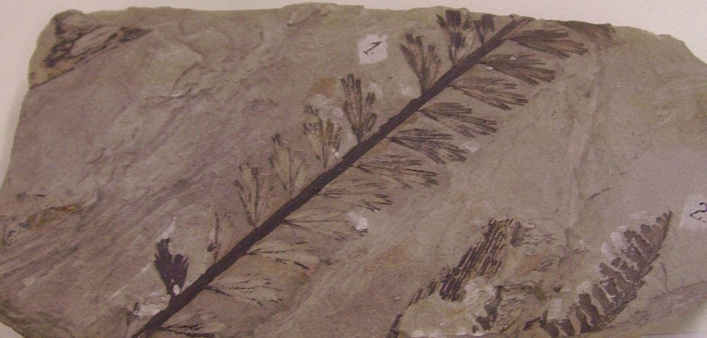 History of Geology: Plant Taphonomy