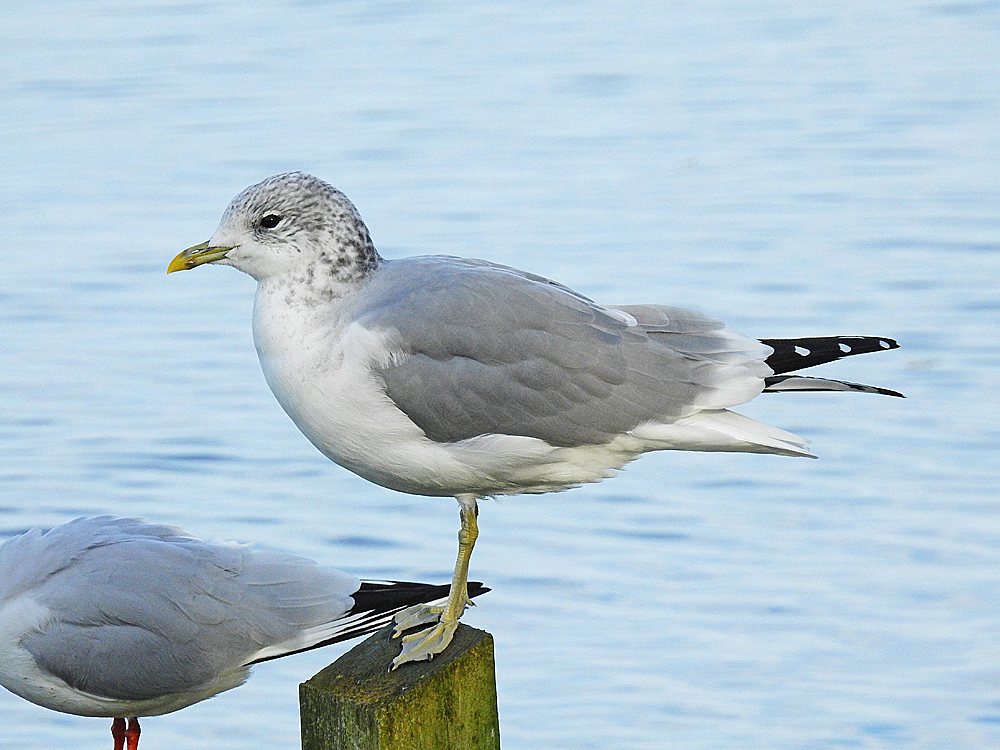 CAMBRIDGESHIRE BIRD CLUB GALLERY: Common Gull
