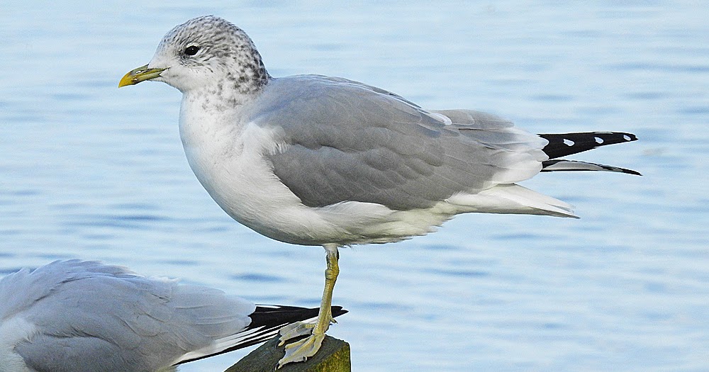 CAMBRIDGESHIRE BIRD CLUB GALLERY: Common Gull
