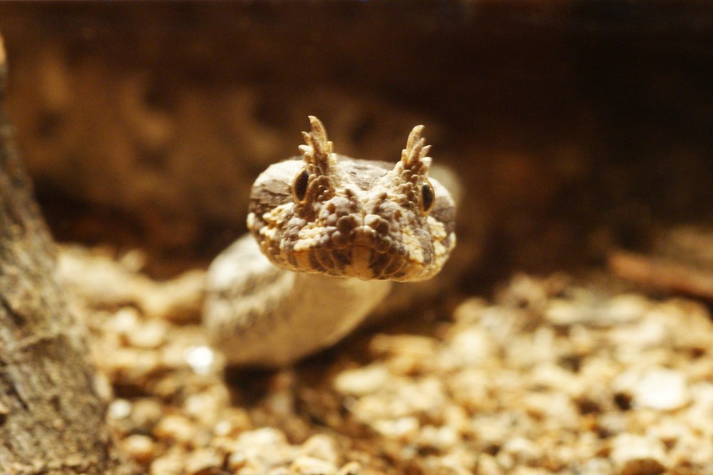 Animal Pictures: Many Horned Adder Snakes