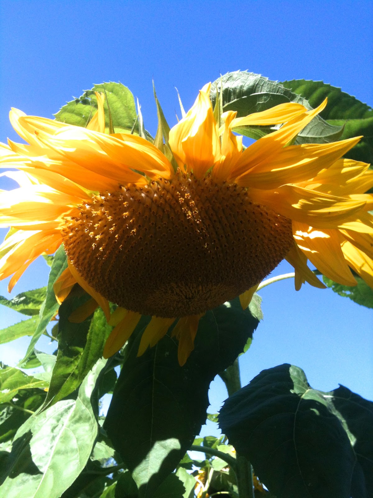 Mrs. Koch's Class News: Mammoth Sunflowers